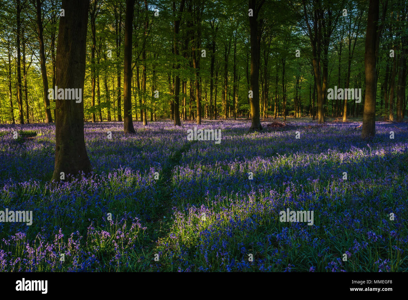 Path light hi-res stock photography and images - Alamy