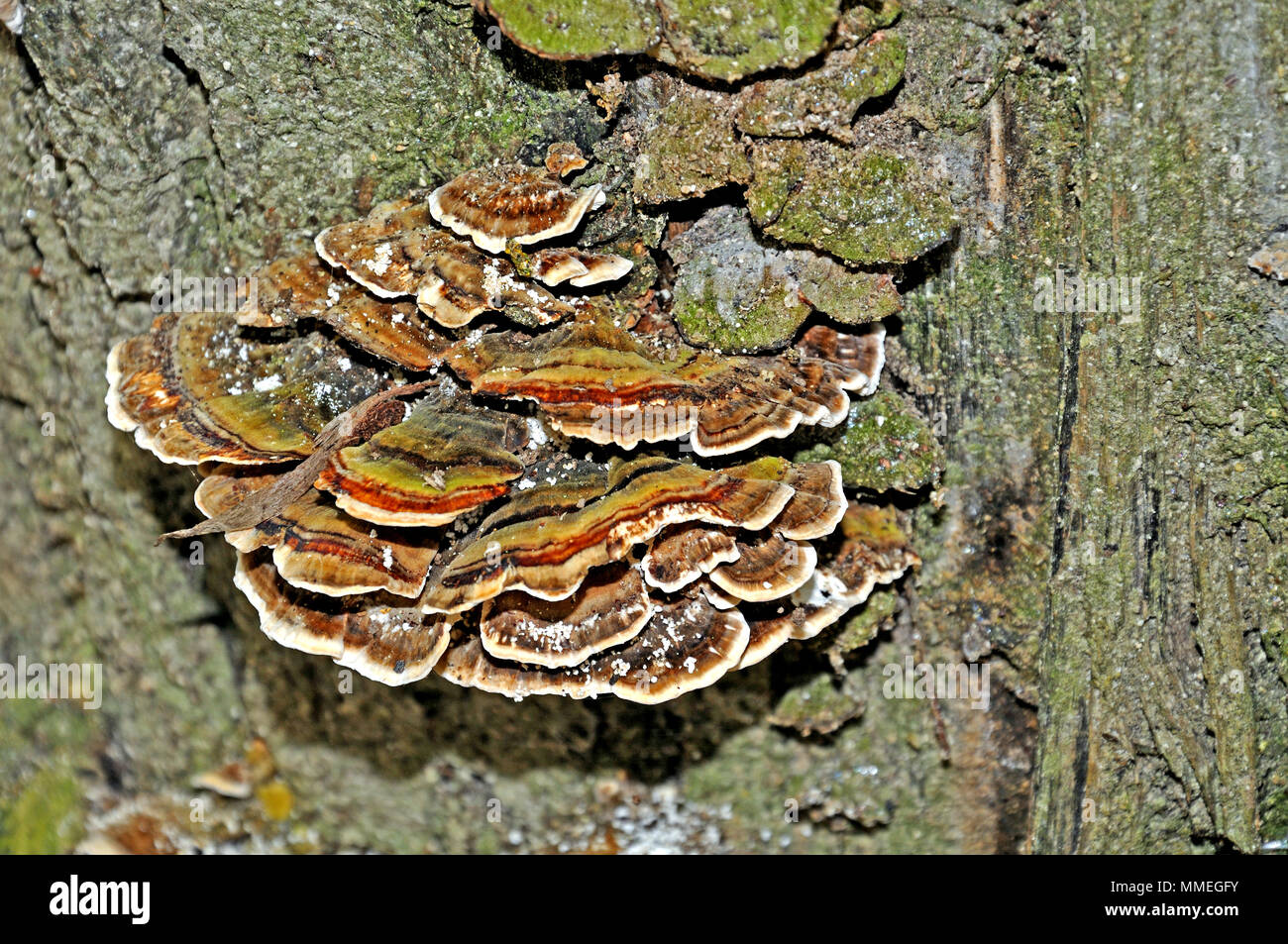 bracket fungus on bark of a tree Stock Photo - Alamy