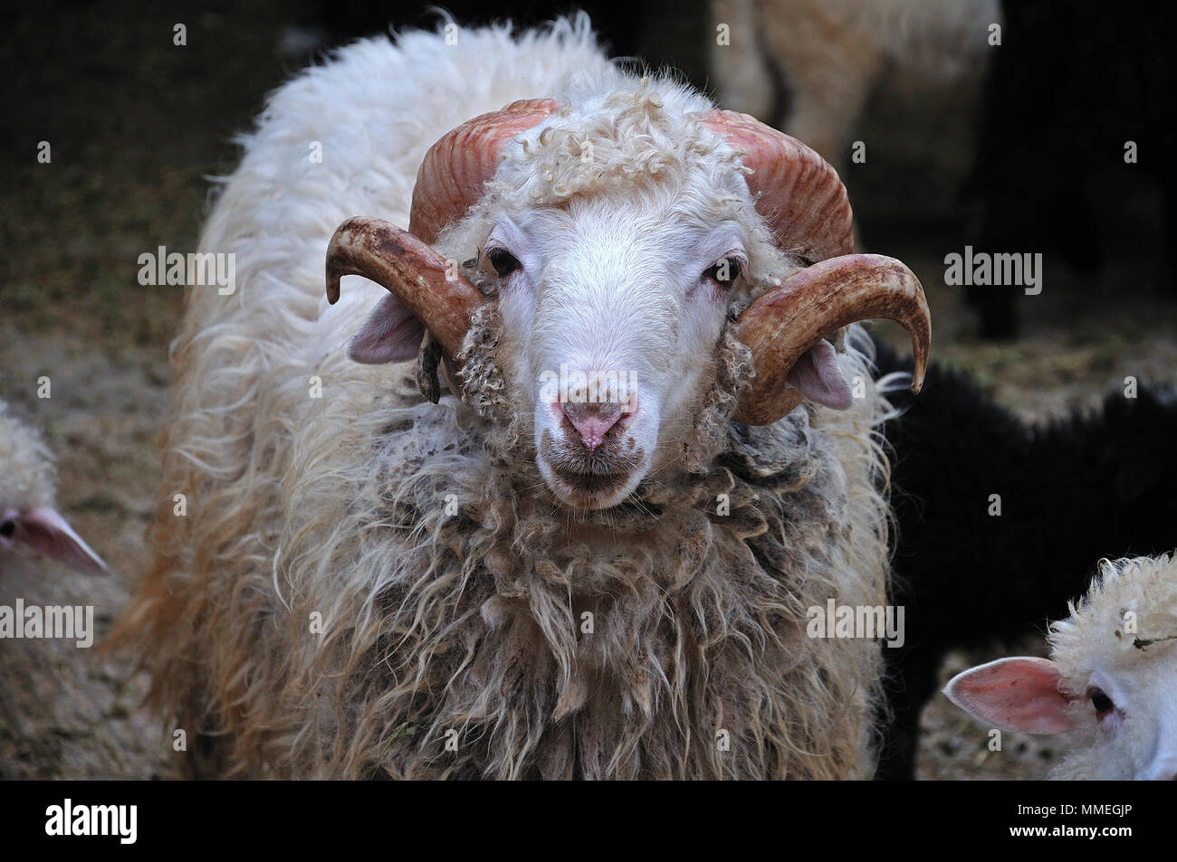 portrait of a white sheep of skudde breed with strongly bent horns ...