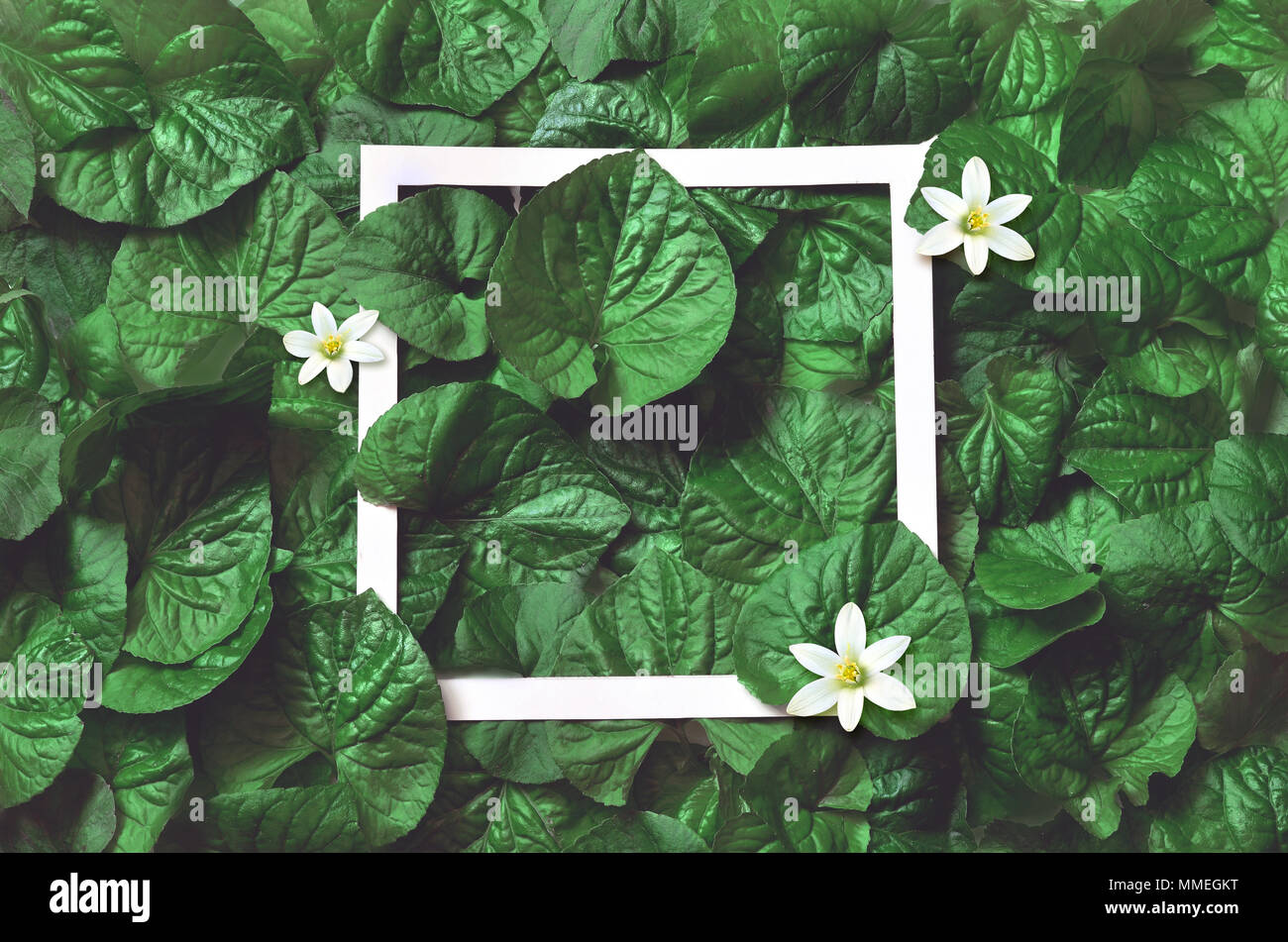 Creative layout made of leaves with white paper frame. Flat lay. Nature ...