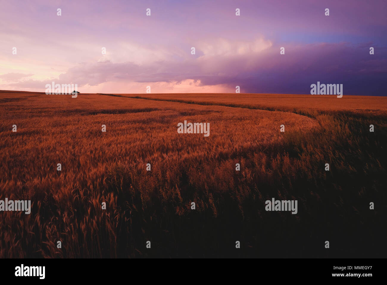 Storm over wheat field hi-res stock photography and images - Alamy