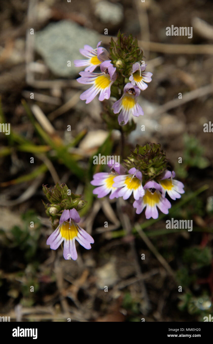 Family Orobanchaceae High Resolution Stock Photography and Images - Alamy