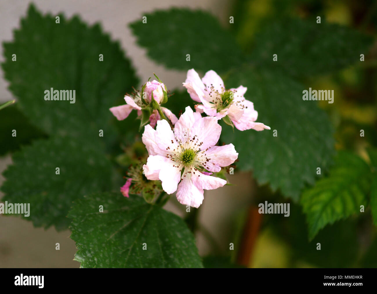 blackberry flowers in the garden Stock Photo - Alamy