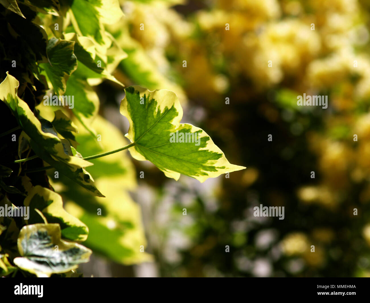 Yellow variegated ivy hi-res stock photography and images - Alamy