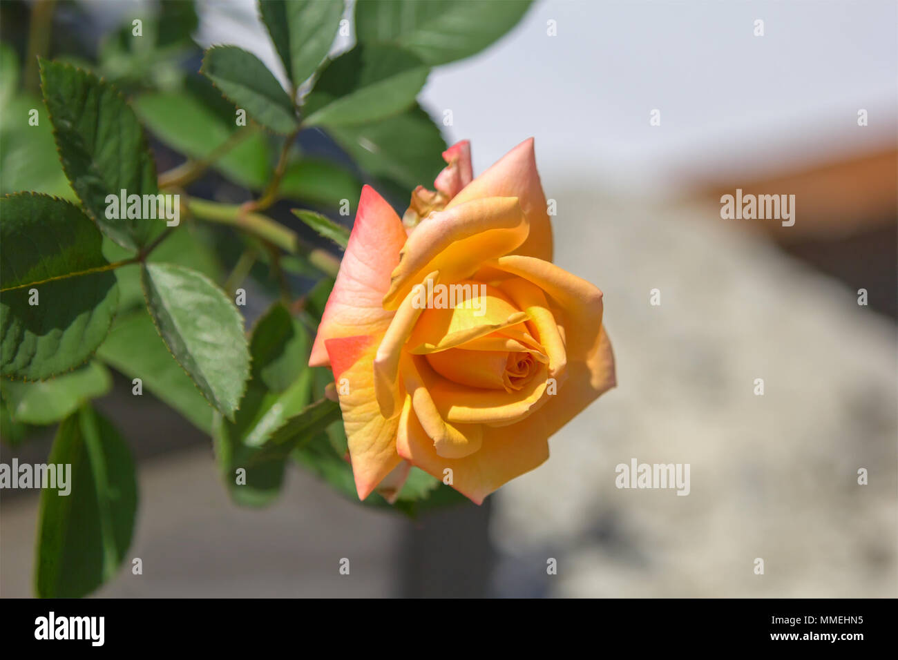 Yellow rose plant hi-res stock photography and images - Alamy