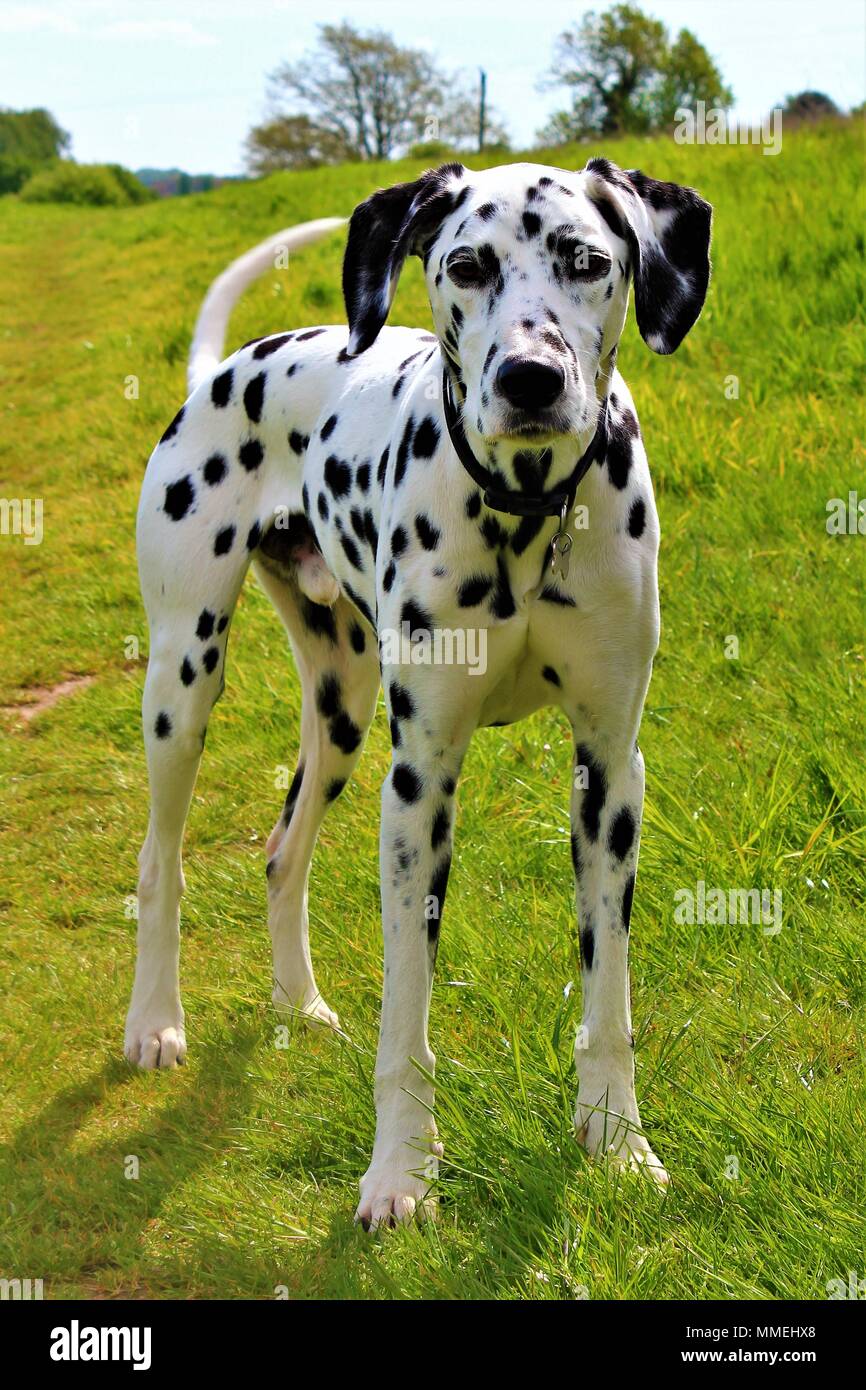 Dalmation In Countryside High Resolution Stock Photography and Images ...