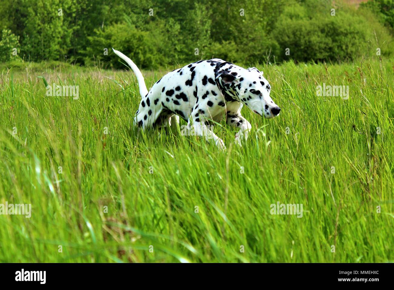 Large dalmatian dog hi-res stock photography and images - Alamy