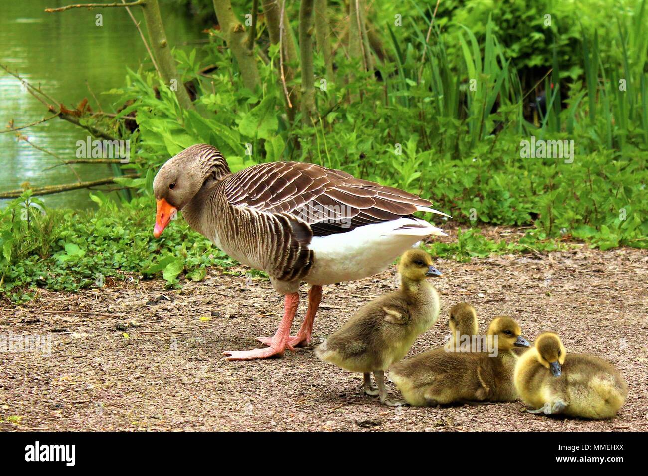 Group of goslings with parent geese hi-res stock photography and images ...