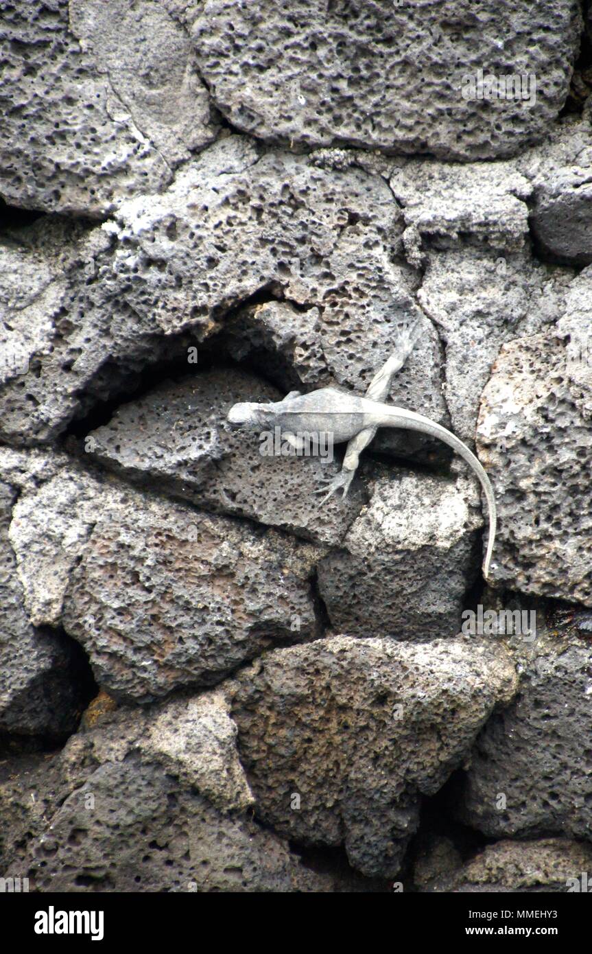 Iguana tracks hi-res stock photography and images - Alamy