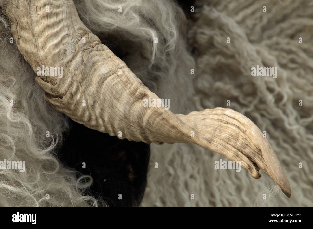 Walliser blacknose sheep hi-res stock photography and images - Alamy