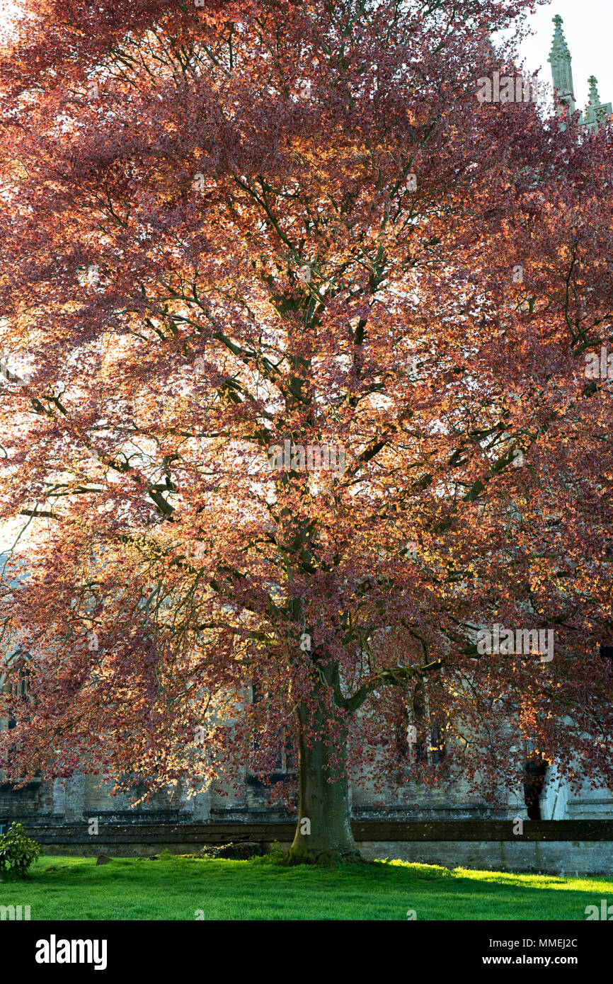 Copper beech tree in the morning sunlight in front of All Saints parish ...
