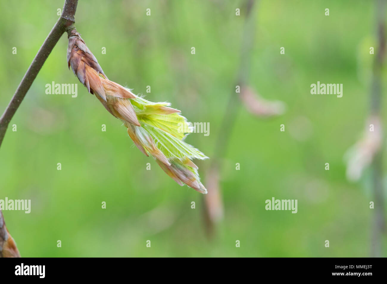 Weeping beeches hi-res stock photography and images - Alamy