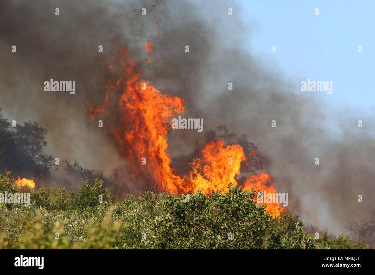 Flame of the forest trees hi-res stock photography and images - Alamy