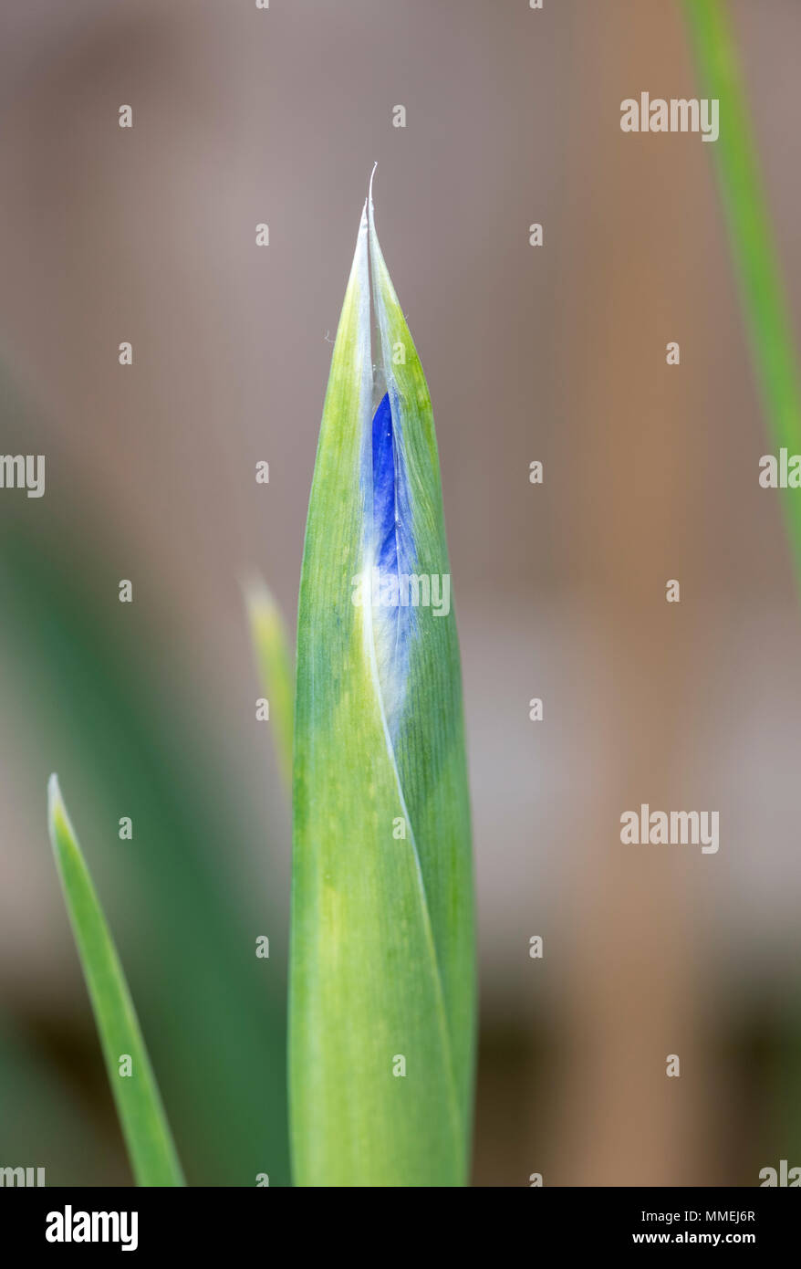 Iris bud opening hi-res stock photography and images - Alamy