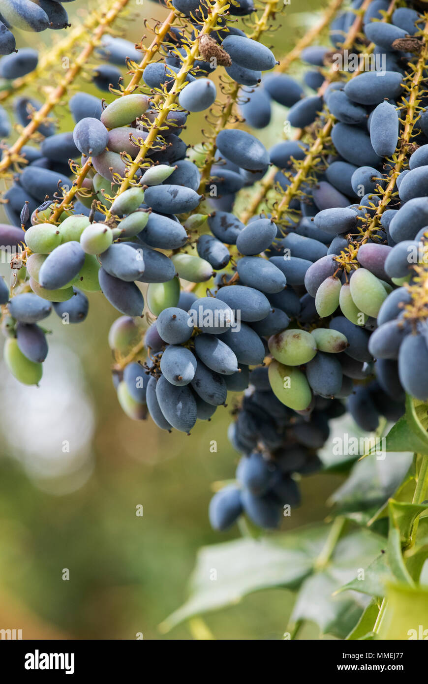 Mahonia lomaria hi-res stock photography and images - Alamy