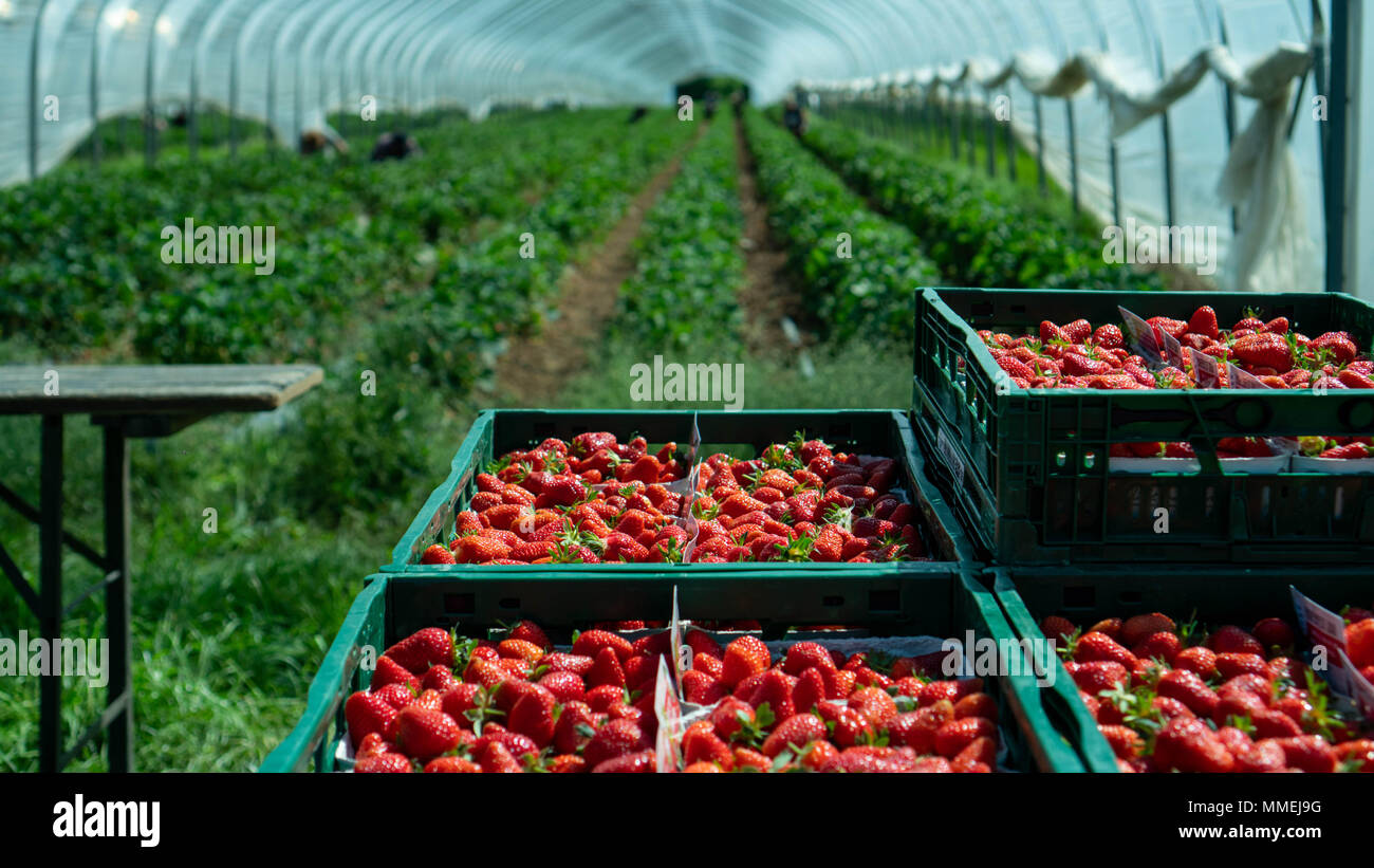 Field with strawberry harvest, farmer picking strawberries, organic ...