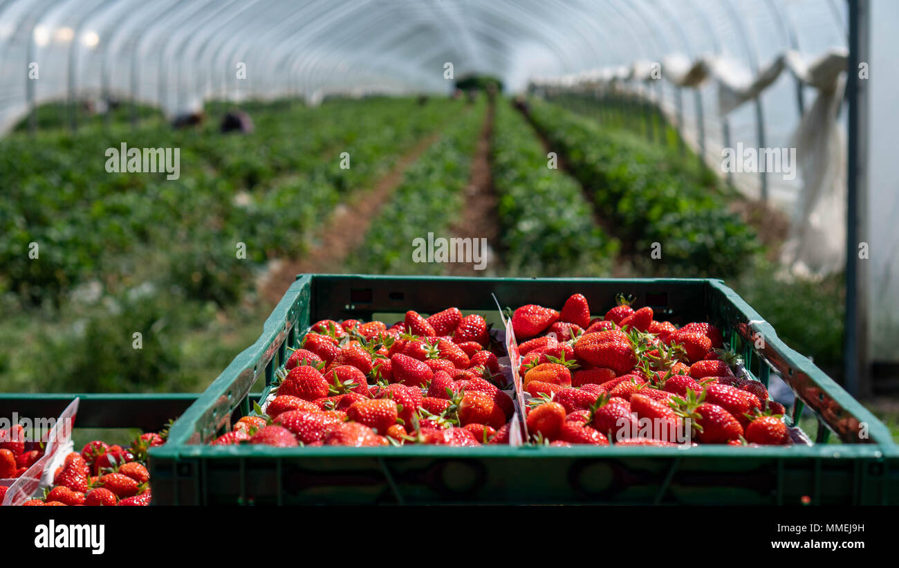 Field with strawberry harvest, farmer picking strawberries, organic ...