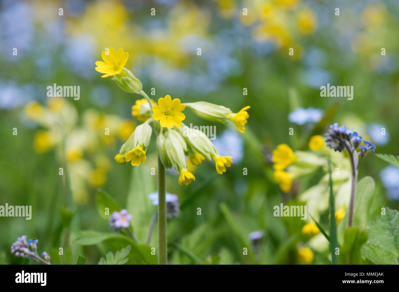 Blue cowslips hi-res stock photography and images - Alamy