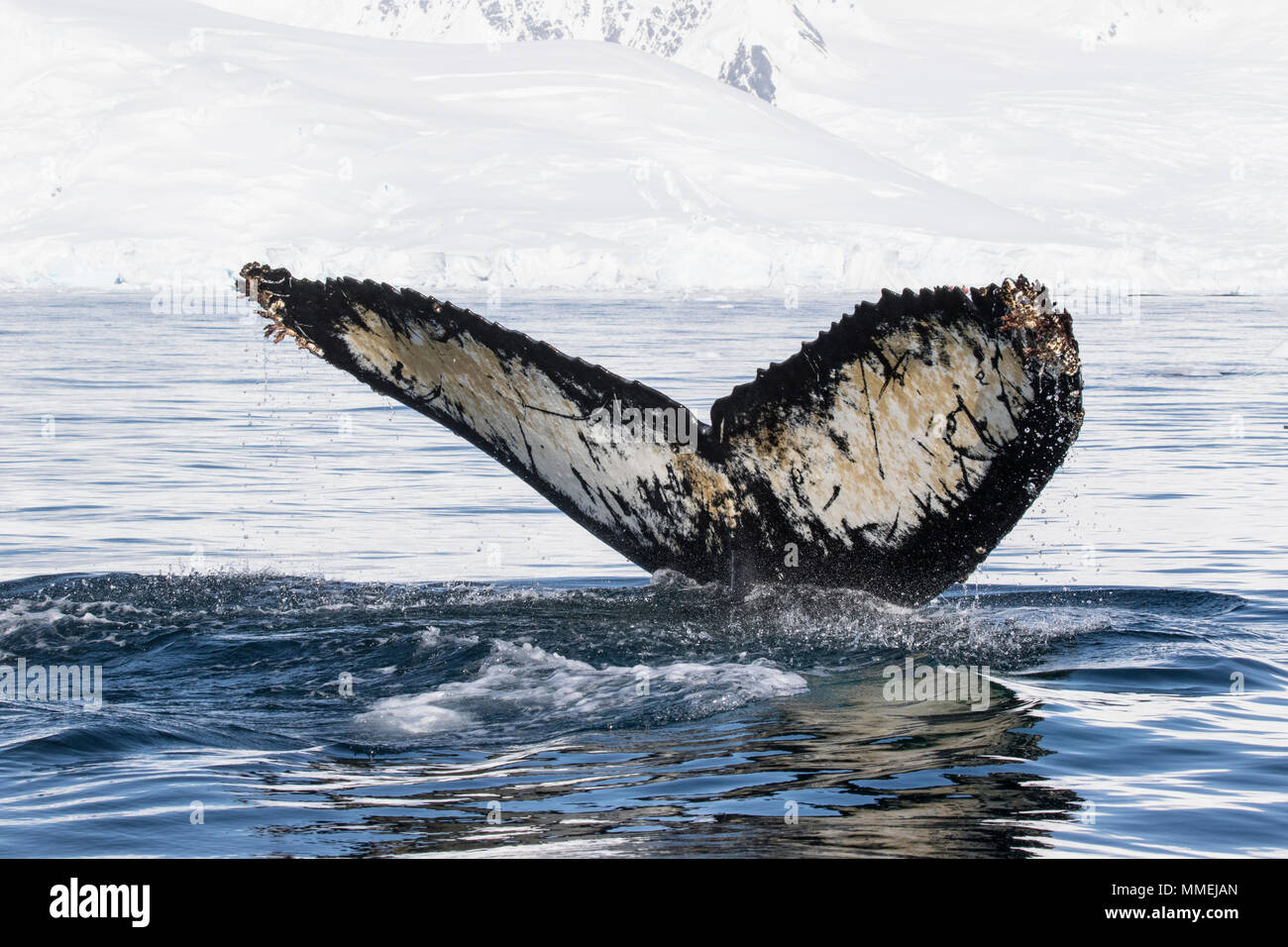 humpback whale Megaptera novaeangliae, adult diving showing tail fluke ...