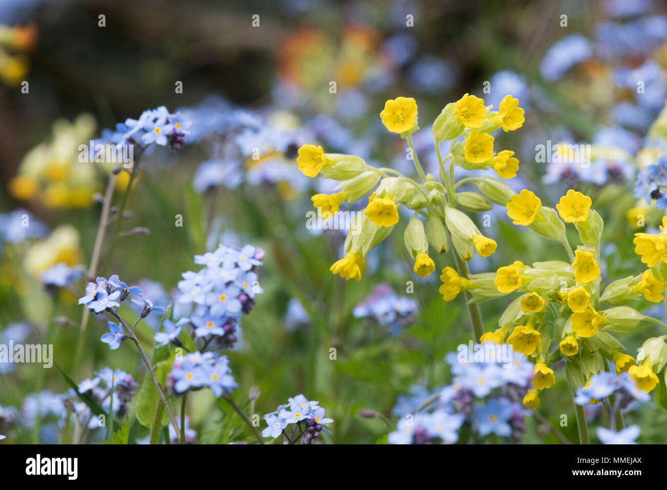 Blue cowslips hi-res stock photography and images - Alamy