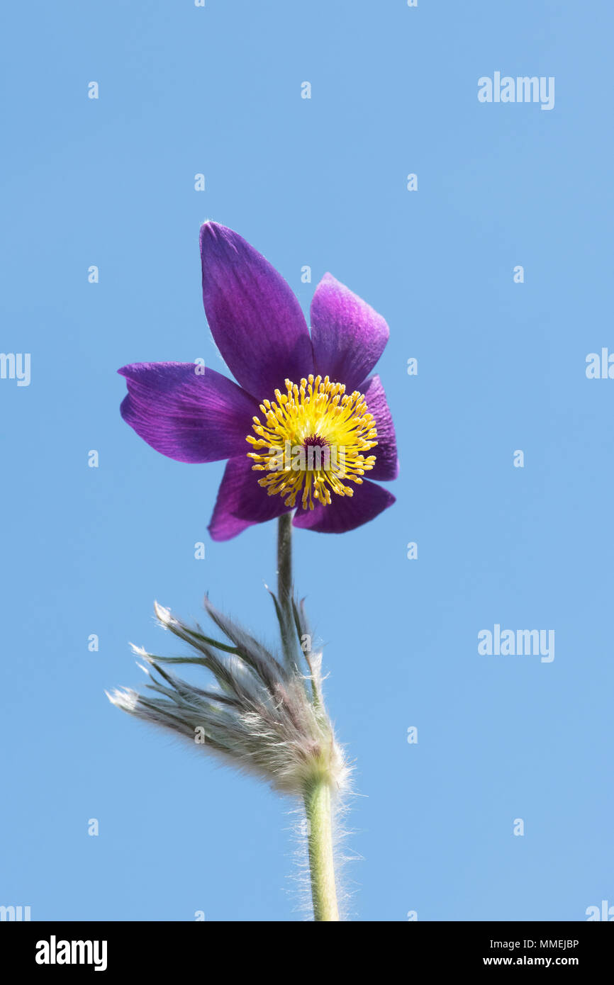 Slovak pasque flower hi-res stock photography and images - Alamy