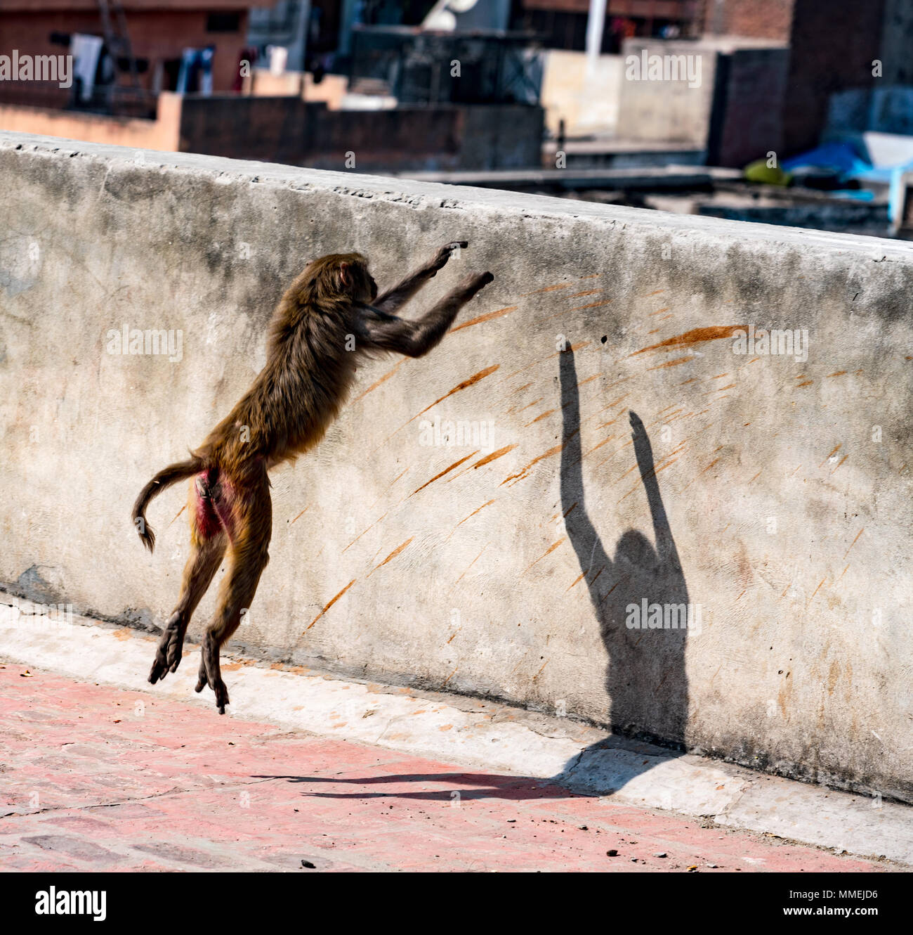 Wild monkey jumps hi-res stock photography and images - Alamy