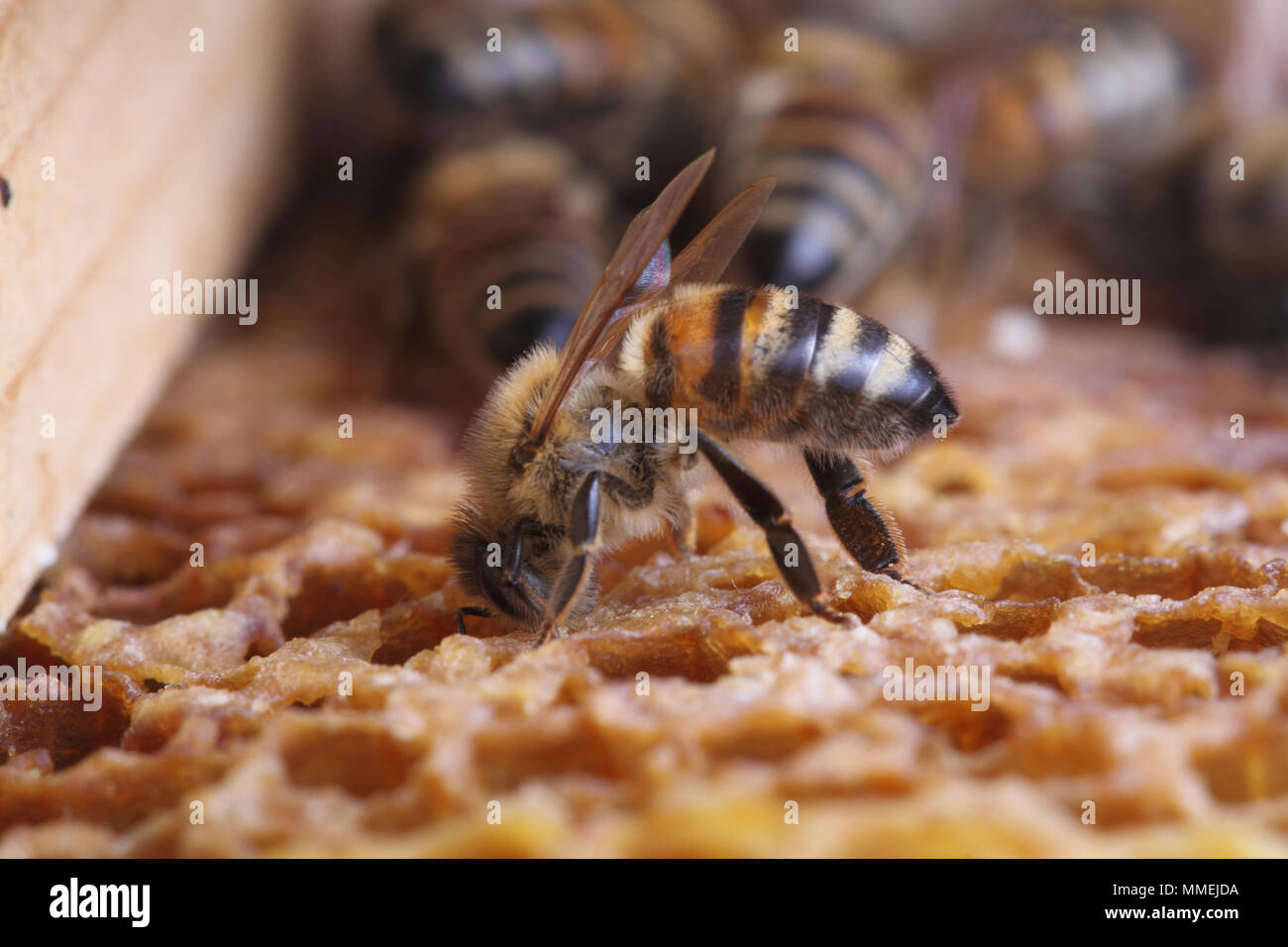 Healthy insect life hi-res stock photography and images - Alamy