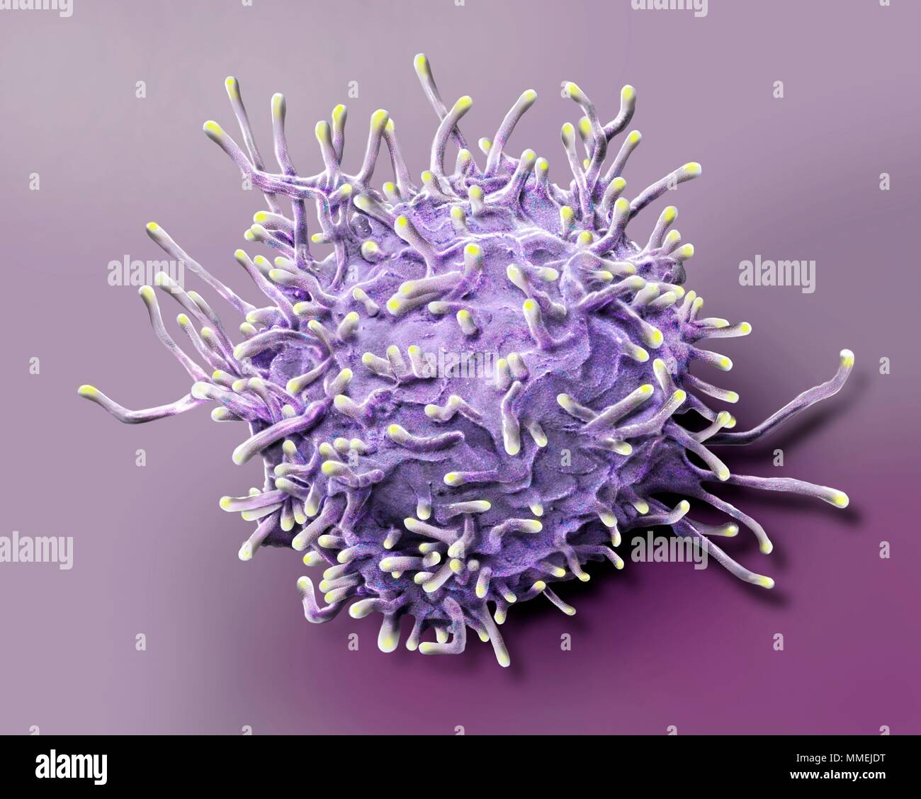 Activated T lymphocyte. Coloured scanning electron micrograph (SEM) of ...