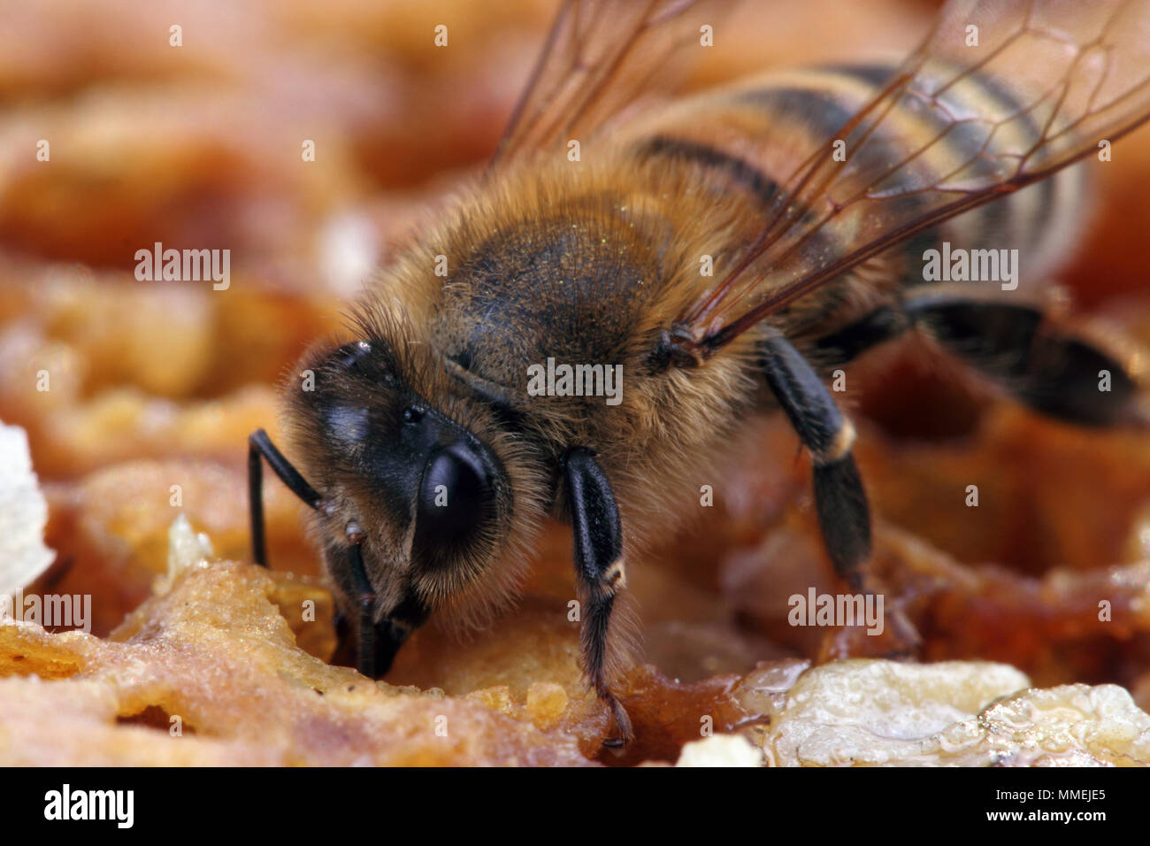 Honeybee colony hi-res stock photography and images - Alamy