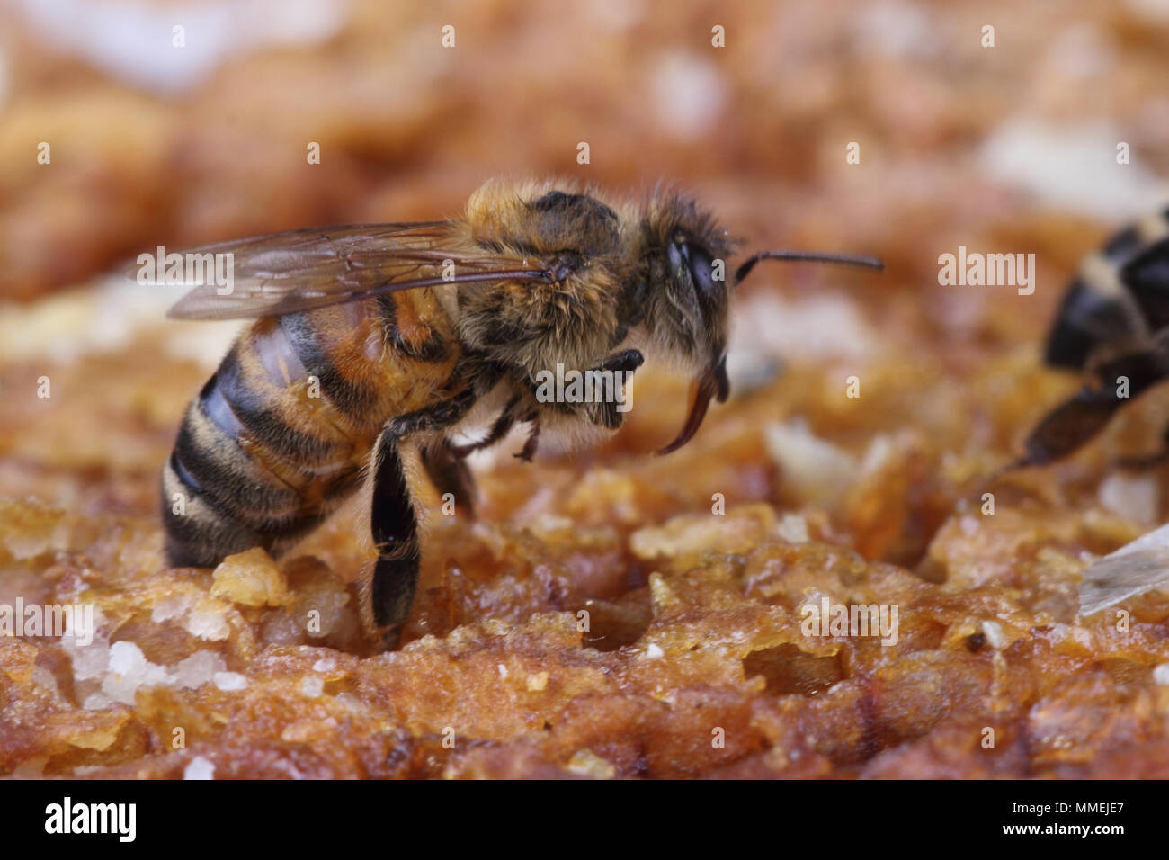 Bees life hi-res stock photography and images - Alamy