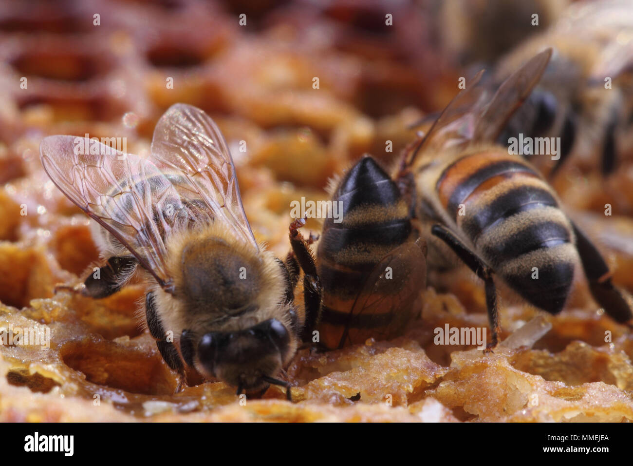 Honeybee life hi-res stock photography and images - Alamy
