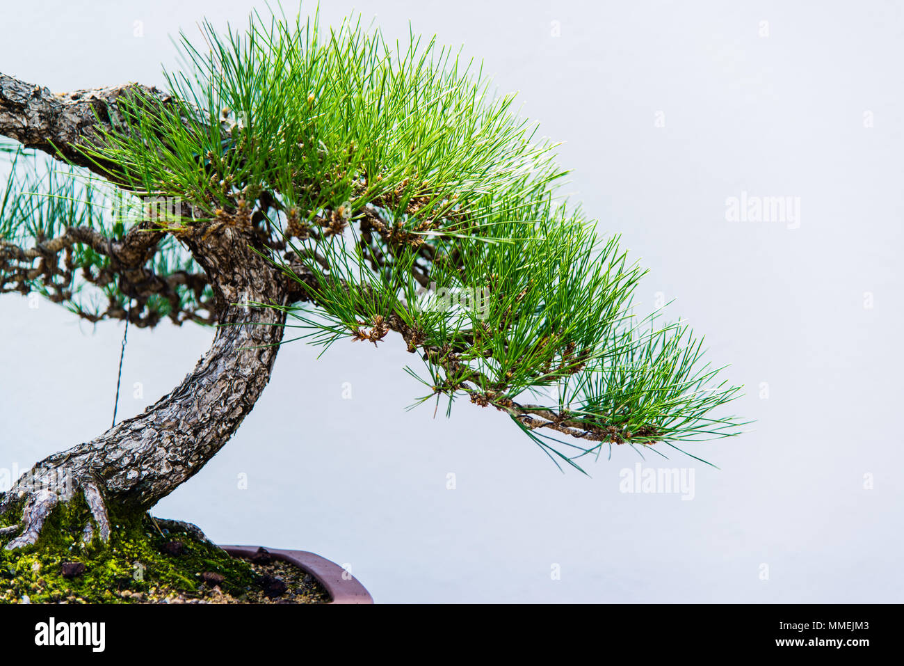 Chinese Bonsai plants in Montreal botanical garden, Canada Stock Photo ...