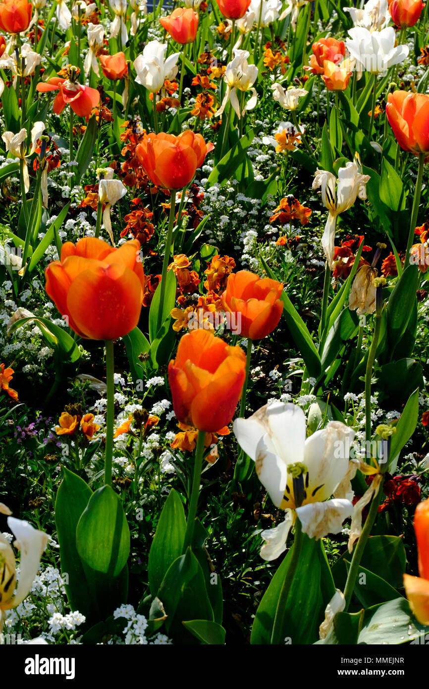 A garden of vibrant spring flowers Stock Photo - Alamy