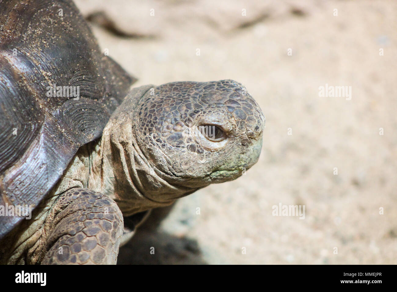 A picture of a tortoise that resides at a local zoo Stock Photo - Alamy