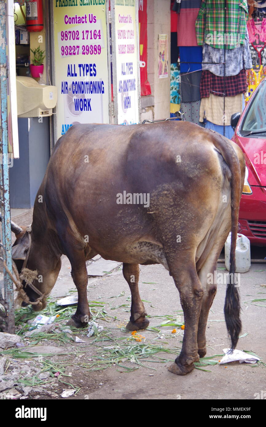 Cow in street in Mumbai India Stock Photo - Alamy
