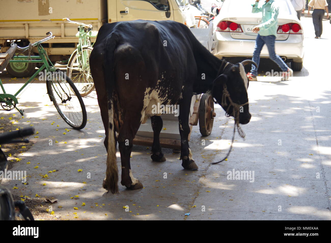Cow in street in Mumbai India Stock Photo - Alamy