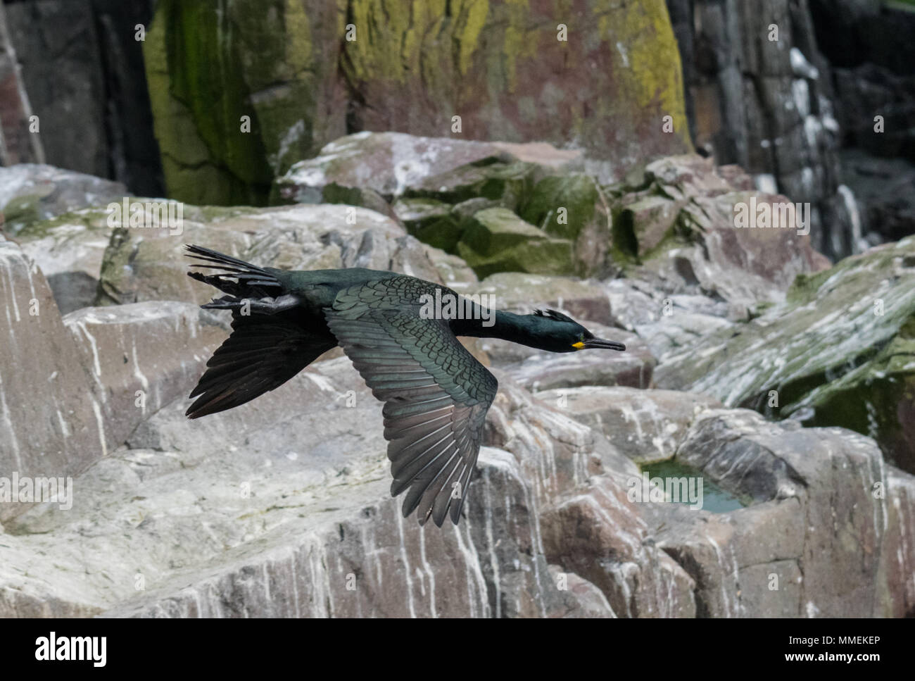Shag in flight Stock Photo - Alamy