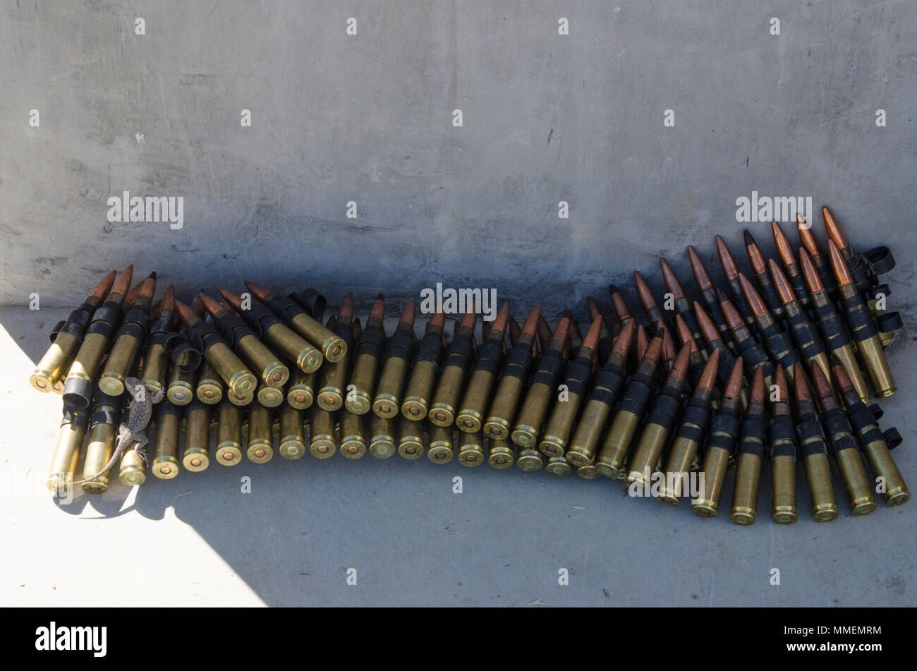 A lizard finds some shade on M2 machine gun ammunition while U.S. Army ...