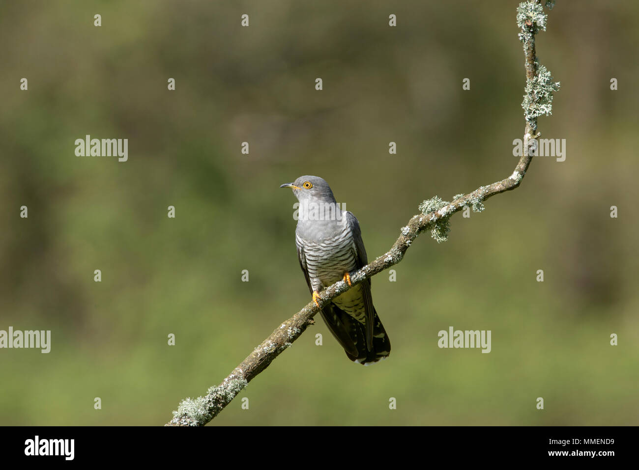 Male common cuckoo (Cuculus canorus Stock Photo - Alamy