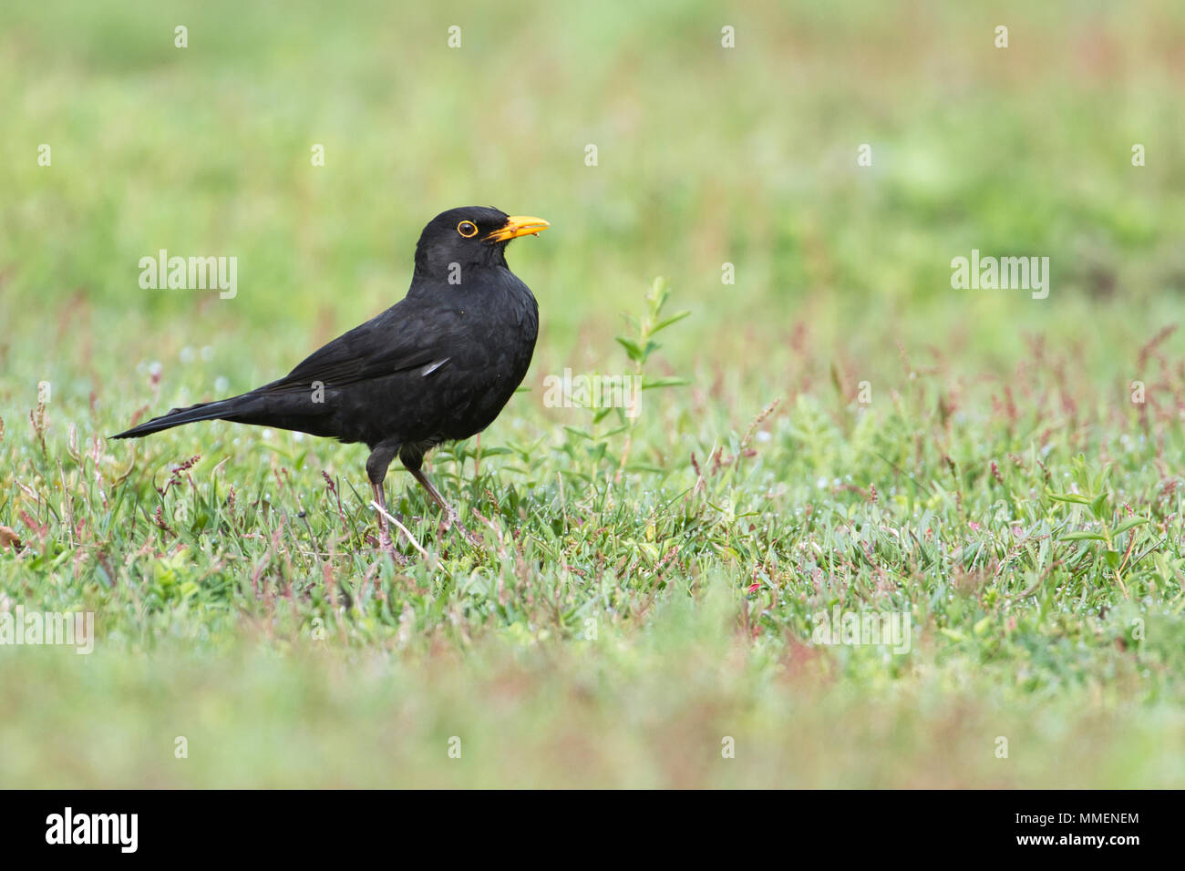 Amsel turdus merula turdidae hi-res stock photography and images - Alamy