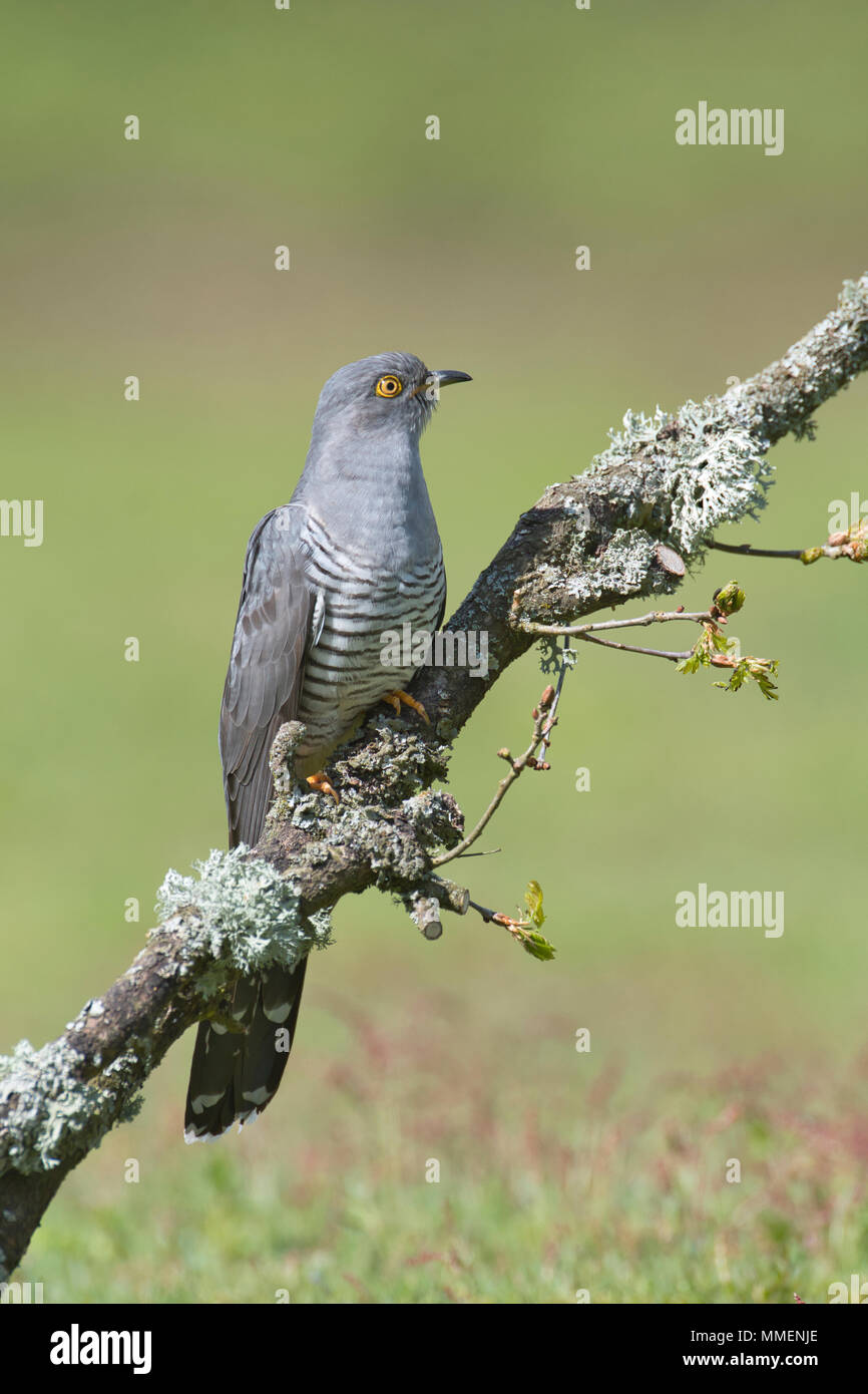 Male common cuckoo (Cuculus canorus Stock Photo - Alamy