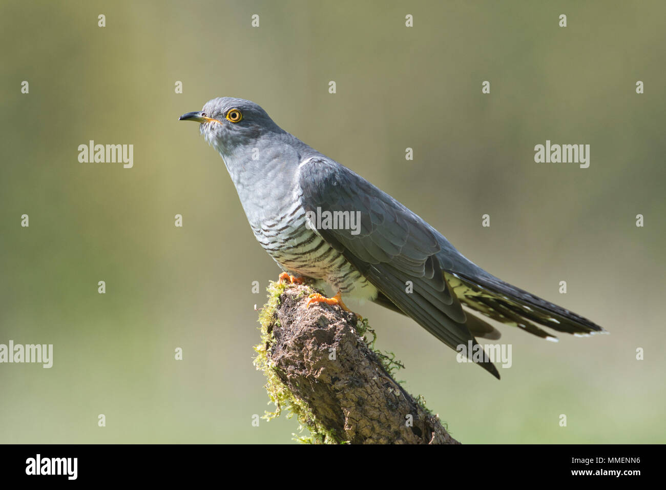 Male common cuckoo (Cuculus canorus Stock Photo - Alamy