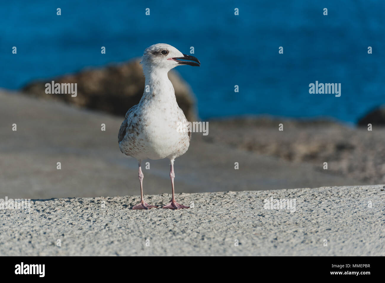 Profile of a standing seagull Stock Photo - Alamy