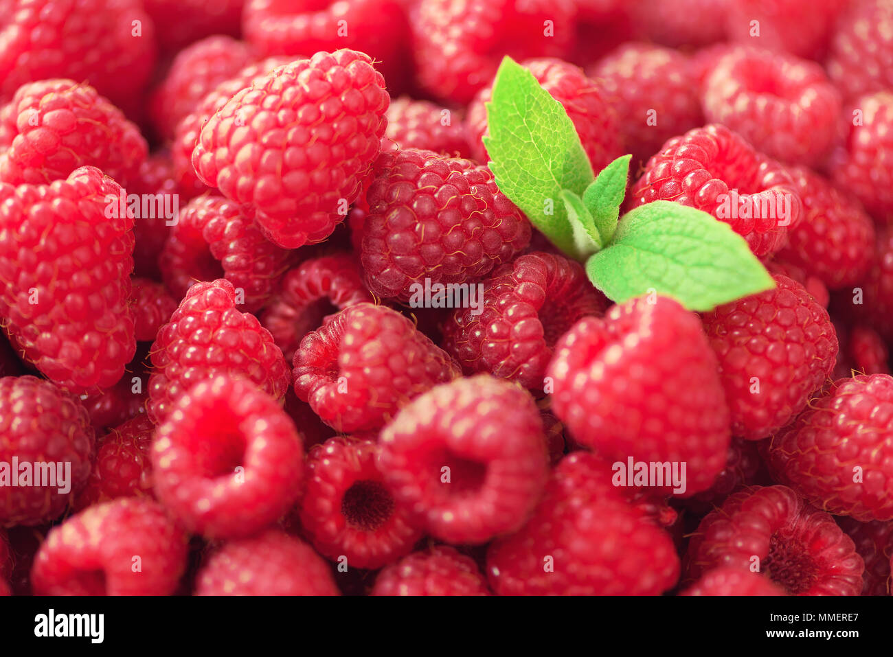 Fresh organic raspberries with mint leaves. Fruit background with copy ...