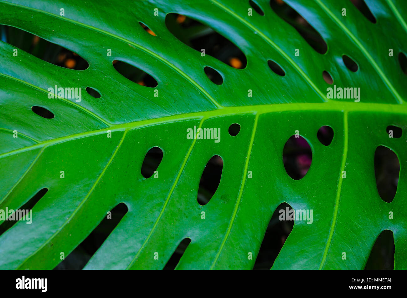 Hawaiian Plants High Resolution Stock Photography and Images - Alamy