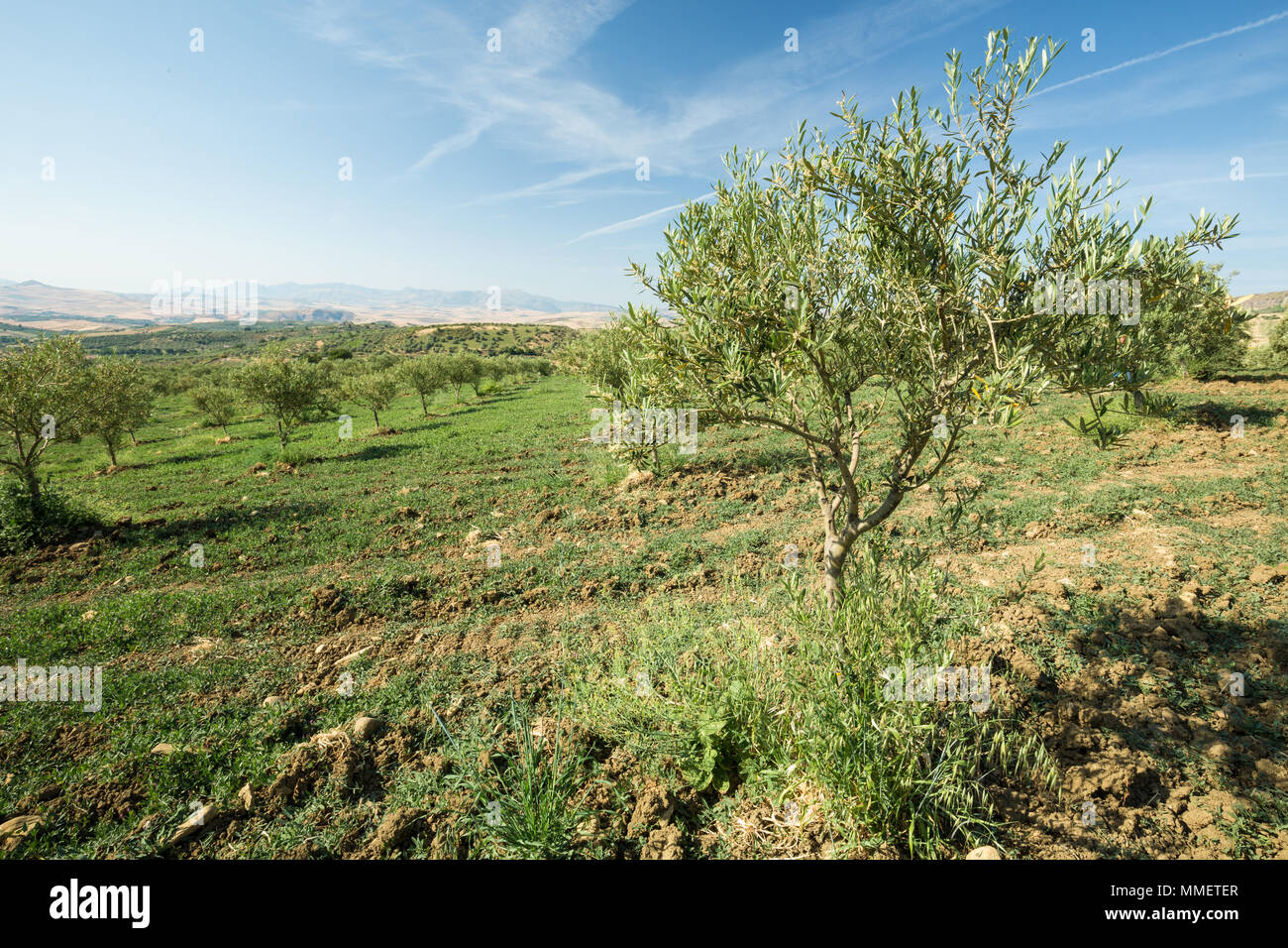 Young olive trees on meadow and blue sky Stock Photo - Alamy