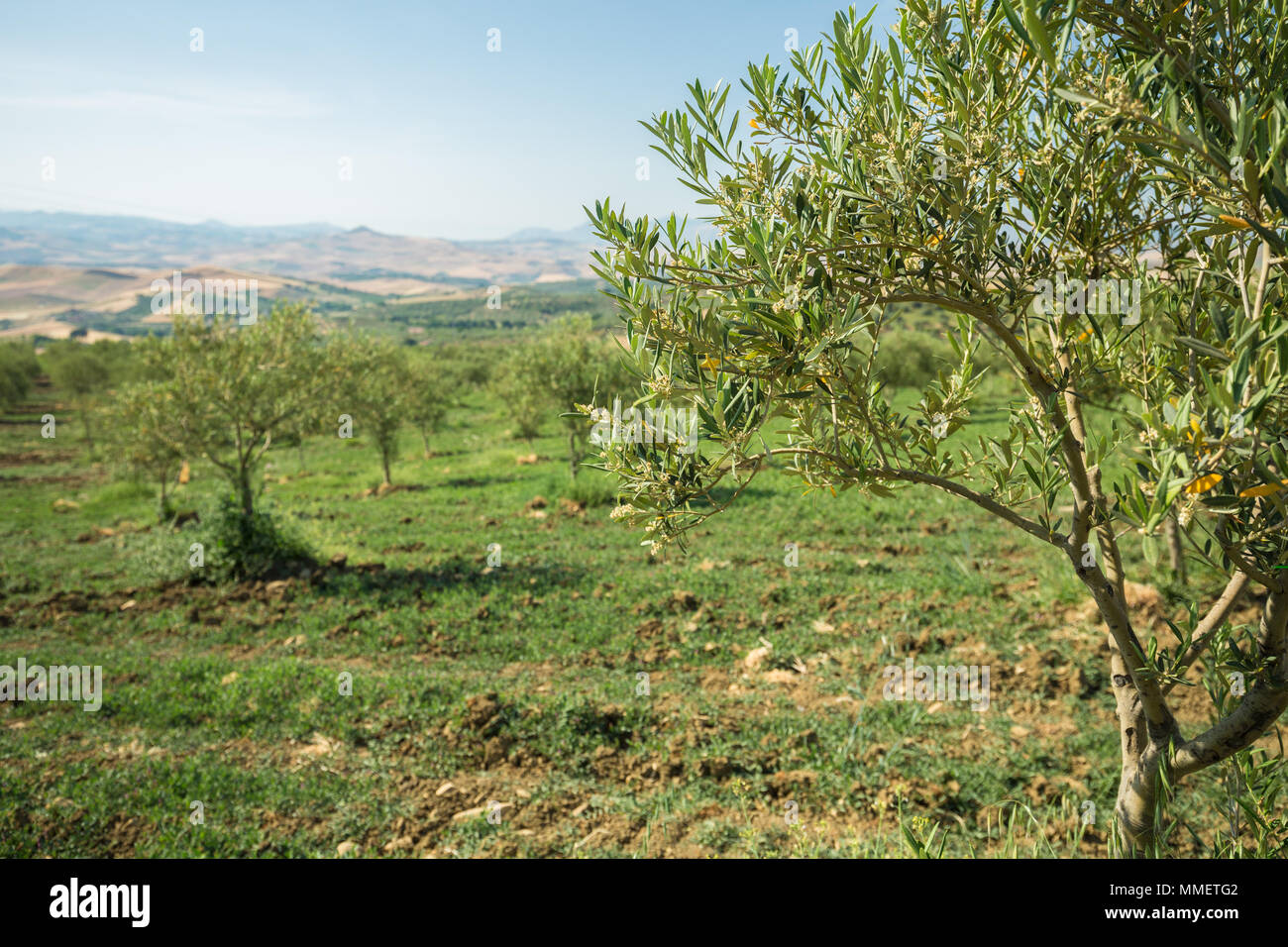 Close-up of young olive tree. Olive grove, hills, agricultural field ...