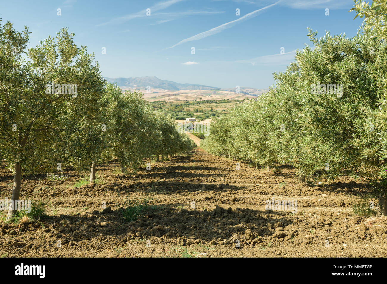 Olive grove. Rows of olive trees , plowed land, blue sky and mountains ...