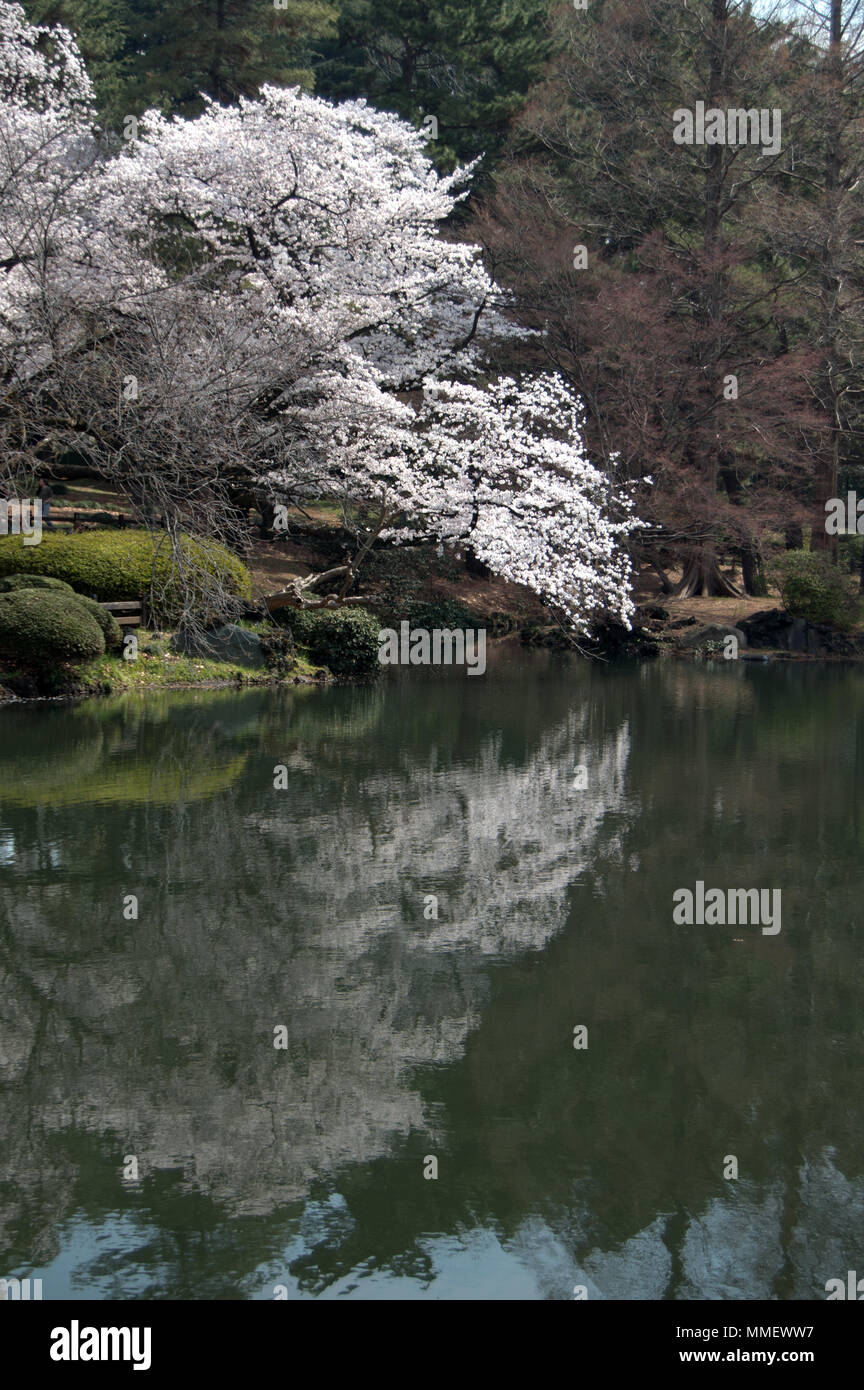 Pond with reflection of cherry trees in Shinjuku Gyoen National Garden ...