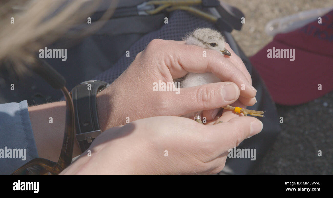 Piping plover lakes hi-res stock photography and images - Alamy